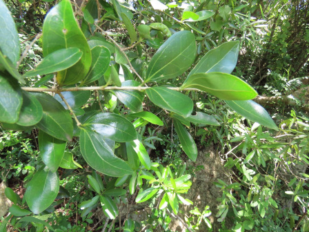 Strychnos decussata_百度百科