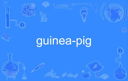guinea-pig_百度百科