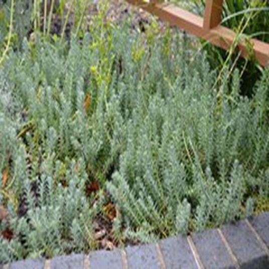 Sedum 'Blue Spruce'_百度百科