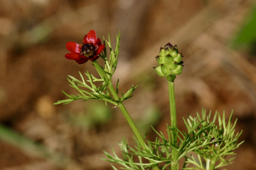 Adonis annua_百度百科
