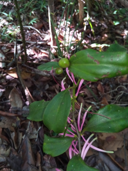 Bakerella hoyifolia_百度百科