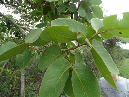Hymenaea stigonocarpa_百度百科