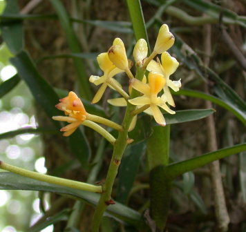 Micropera thailandica_百度百科