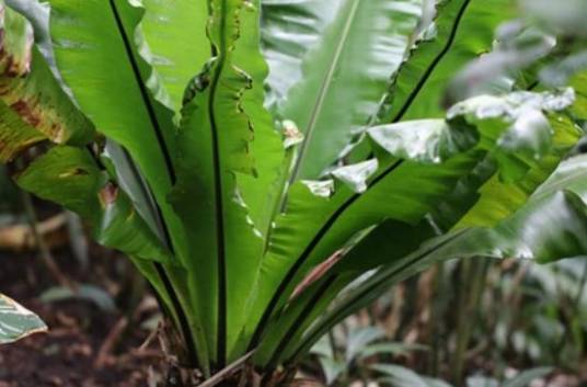 Asplenium × ebenoides_百度百科