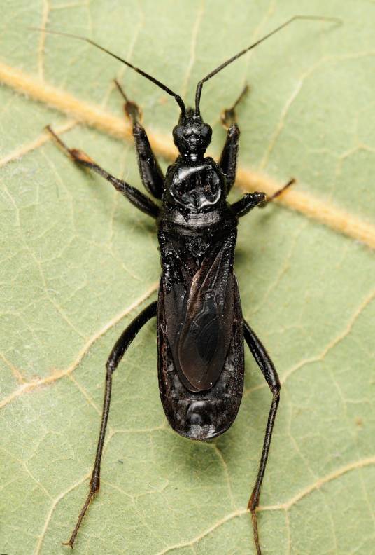 污黑盗猎蝽_百度百科