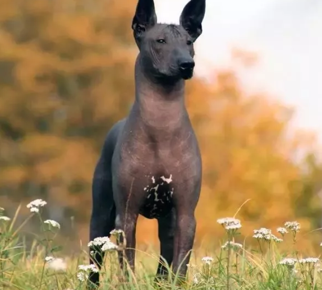 墨西哥无毛犬：奇特的灵魂“伴侣”_百科TA说