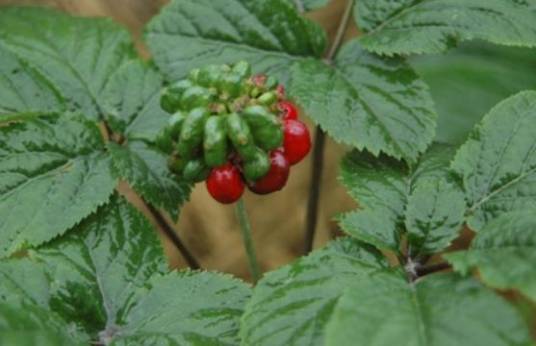 Panax quinquefolius_百度百科