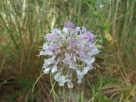 Warea amplexifolia_百度百科