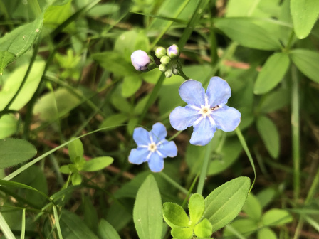 Omphalodes nitida_百度百科