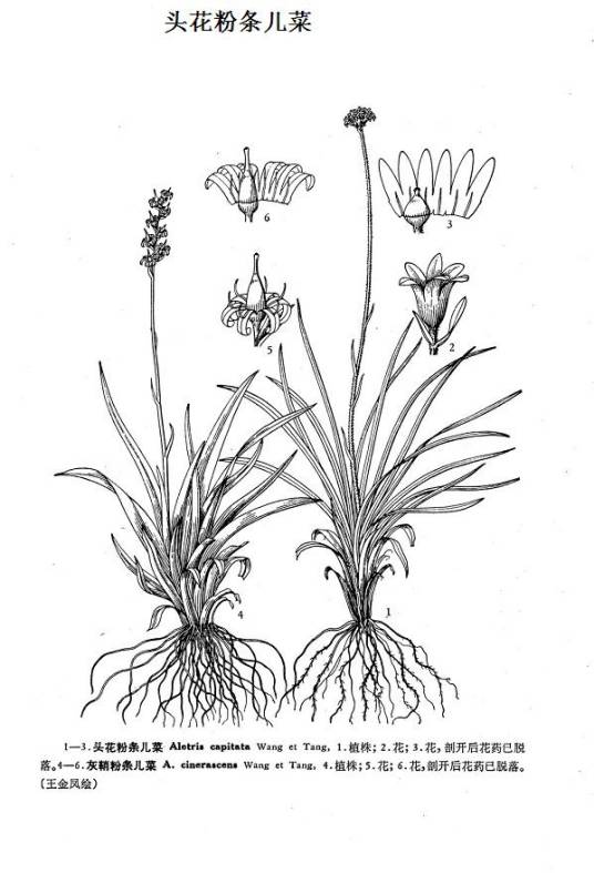 头花肺筋草_百度百科