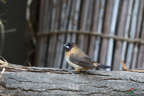 白腰文鸟_百度百科