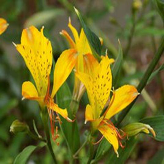 Alstroemeria 'Sweet Laura'_百度百科