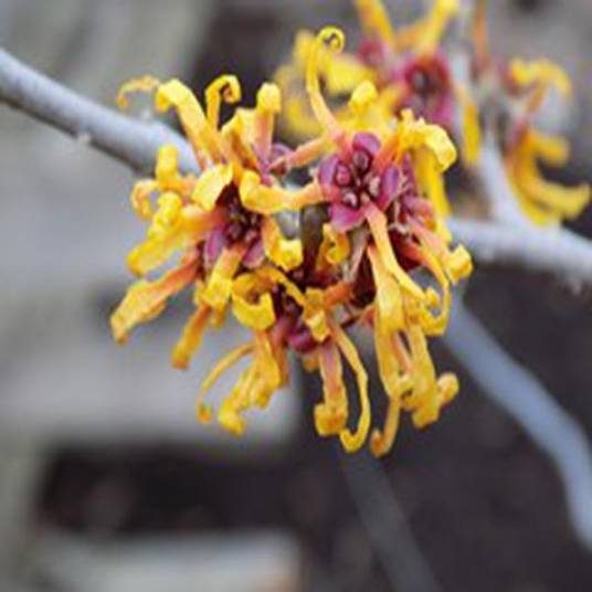 Hamamelis × intermedia 'Orange Peel'_百度百科