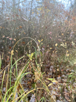 Glyceria canadensis_百度百科