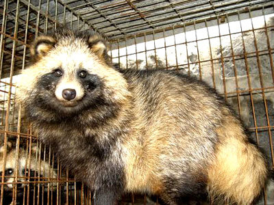 貉：你真的不了解我_百科TA说