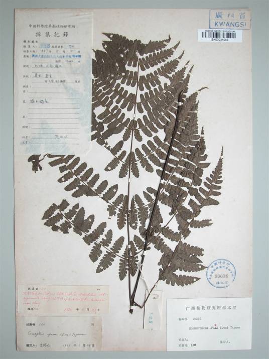 黑叶角蕨_百度百科