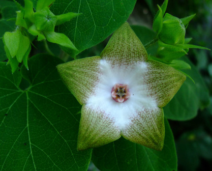 Polystemma guatemalense_百度百科