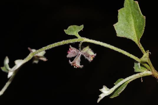 Xanthosia candida_百度百科