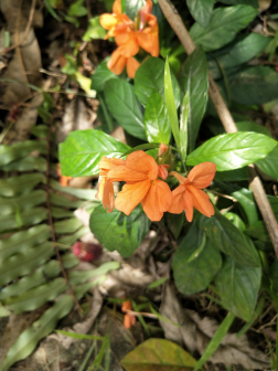 Crossandra infundibuliformis_百度百科