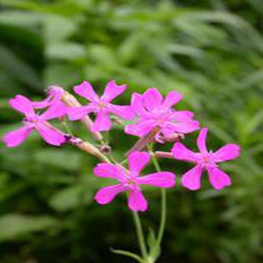 Silene armeria_百度百科