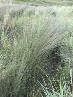 Miscanthus junceus_百度百科