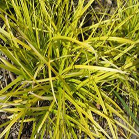 Carex oshimensis 'Everillo'_百度百科