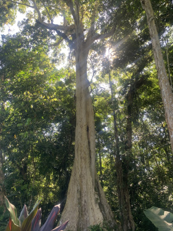 Terminalia oblonga_百度百科