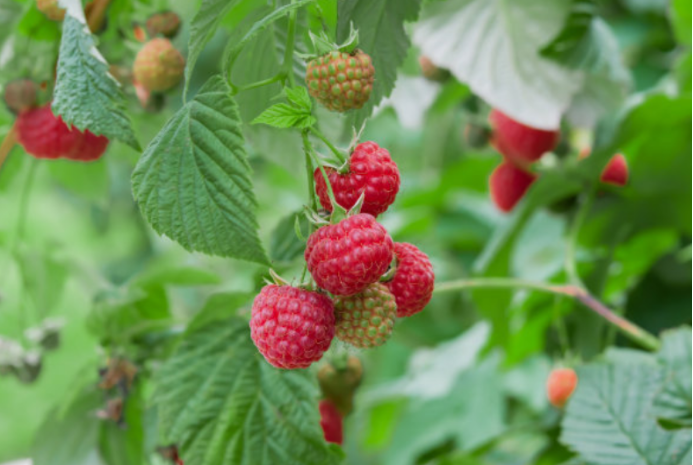 名满全球红树莓，也有少见的一面_百科TA说