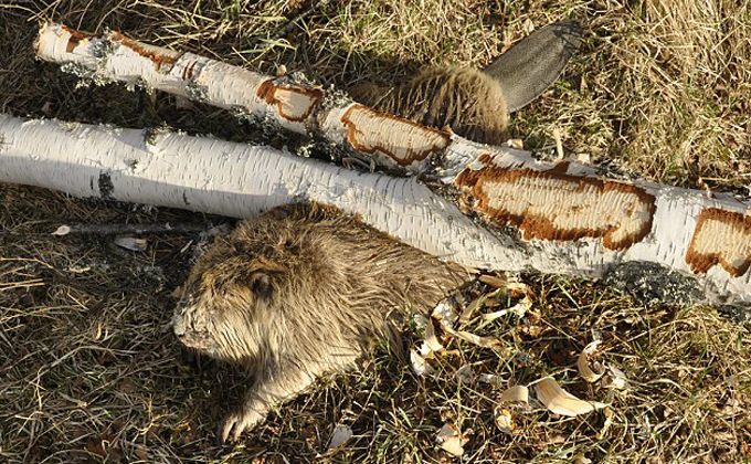 河狸：2小时可啃断水桶粗大树，却会被自己啃倒的树砸死！_百科TA说