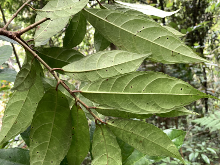 Ficus sinuata_百度百科