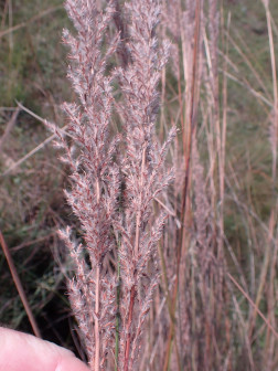 Miscanthus junceus_百度百科