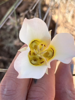 Calochortus nuttallii_百度百科
