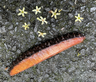 Flindersia acuminata_百度百科