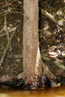 Syzygium aggregatum_百度百科