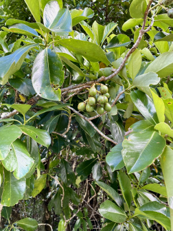 Fagraea berteroana_百度百科
