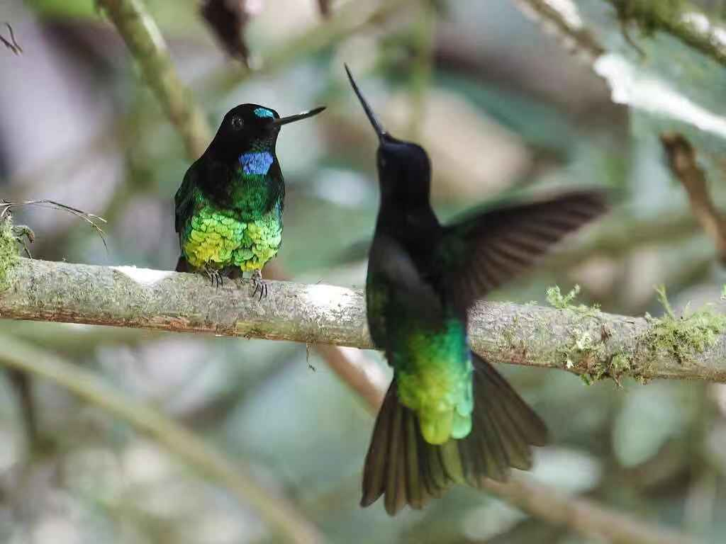 蜂鸟科，是空中的“精灵”，也是“秘密”最多的鸟_百科TA说
