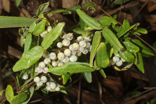 Boquila trifoliolata_百度百科