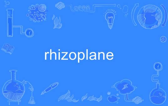 rhizoplane_百度百科