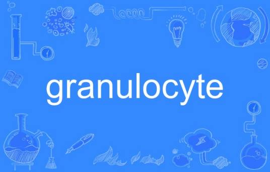 granulocyte_百度百科