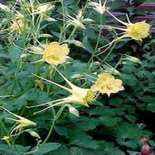 Aquilegia chrysantha 'Yellow Queen'_百度百科