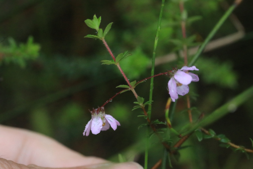 Bauera microphylla_百度百科