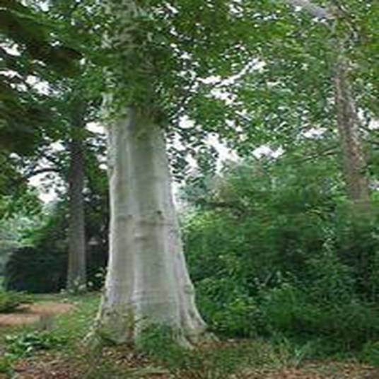 Platanus × acerifolia_百度百科