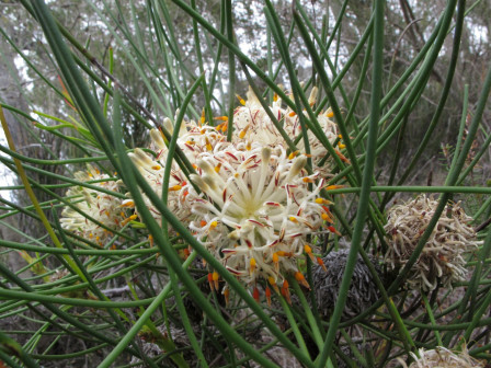 Petrophile filifolia_百度百科