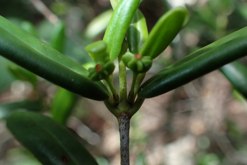 Pyrostria oleifolia_百度百科