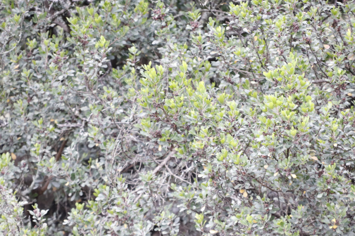 Searsia lucida_百度百科