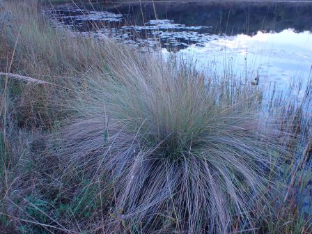 Miscanthus junceus_百度百科