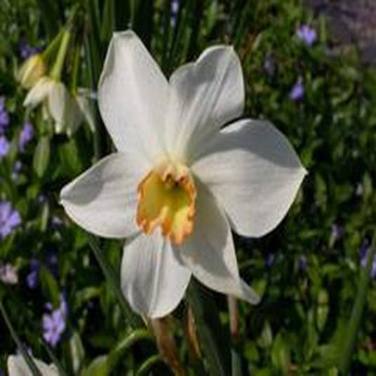 Narcissus 'Pink Angel'_百度百科