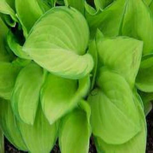 Hosta 'Emerald Tiara'_百度百科