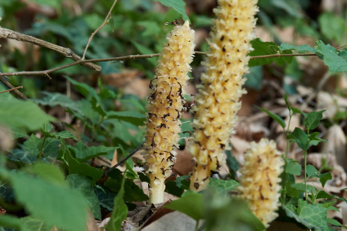 Lathraea rhodopea_百度百科