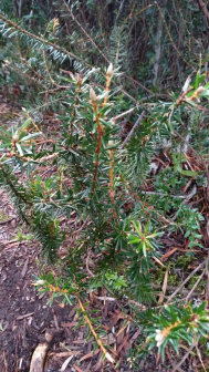 Planocarpa sulcata_百度百科